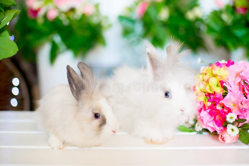 Two White Fluffy Rabbit on the Bench Stock Image - Image of fluffy ...