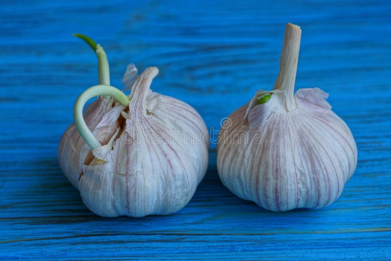 Two White Fresh Garlic on a Blue Table Stock Image - Image of garlicky ...