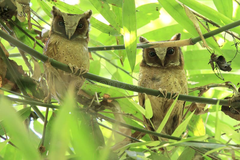 Two White-fronted Scops Owls Stick Together on the Bamboo Tree Stock ...