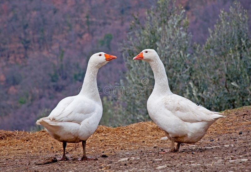 Two White Geese stock image. Image of farmyard, fowl - 18507747