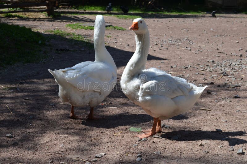Two white geese stock image. Image of male, geese, bird - 54543731