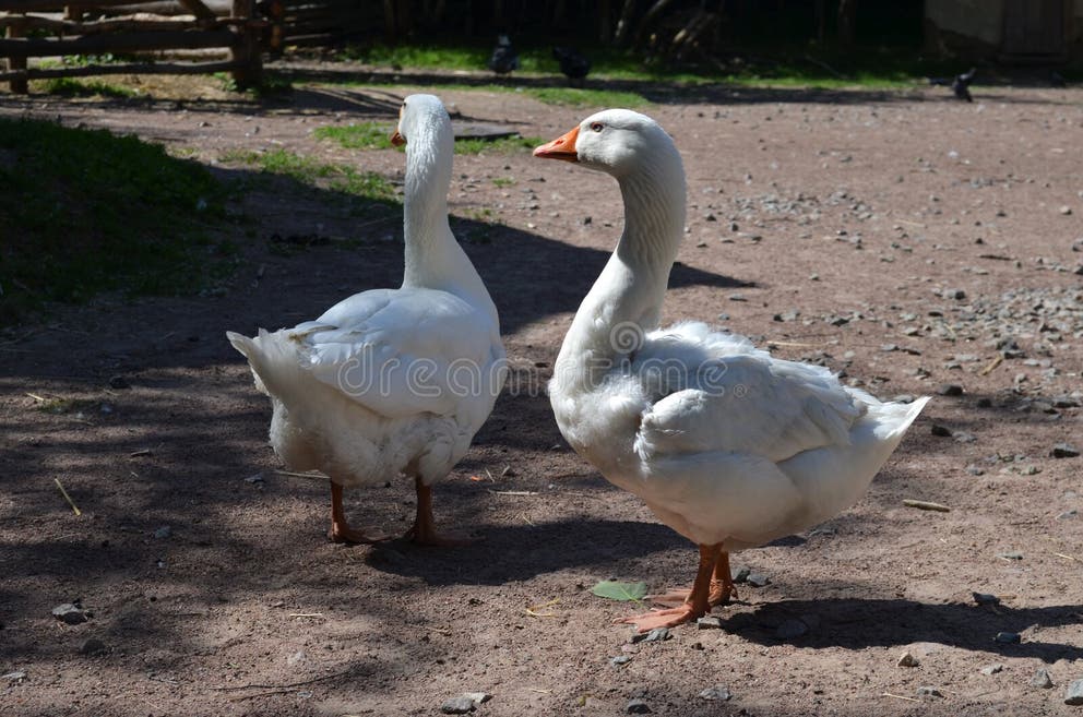 Two white geese stock photo. Image of geese, beak, sunny - 54543746