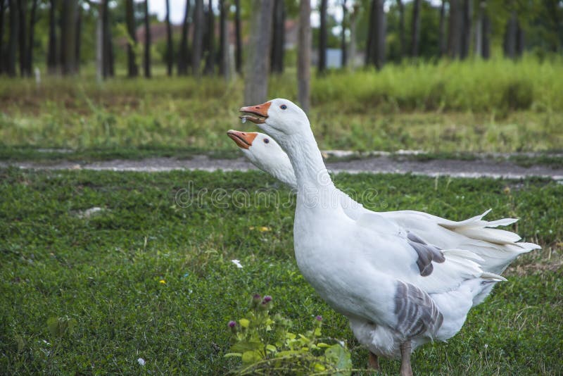White geese stock image. Image of wildlife, sunny, water - 100703913
