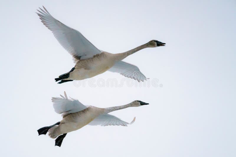 1,032 Two Flying Geese Stock Photos - Free & Royalty-Free Stock Photos ...