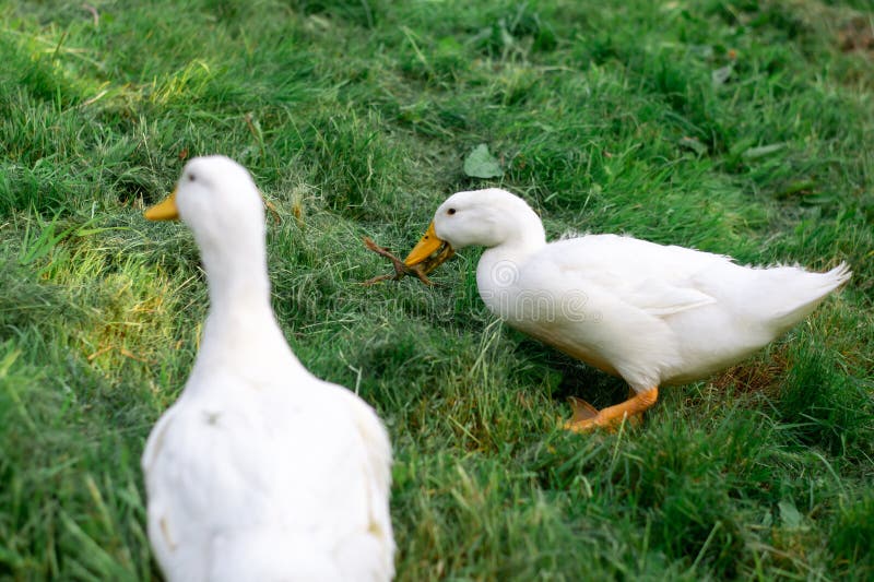 Two White Geese on Green Grass. Free-range Poultry, Duck Breeding Stock ...
