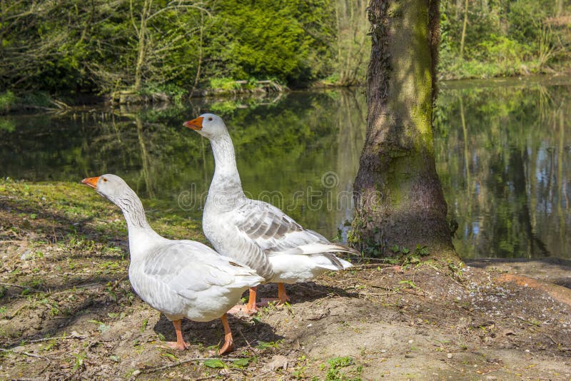 Two White Geese Near the Lake Stock Photo - Image of white, farm: 91401680