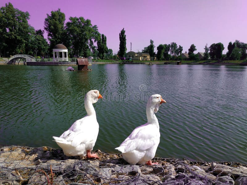 Two White Geese stock image. Image of farmyard, fowl - 18507747