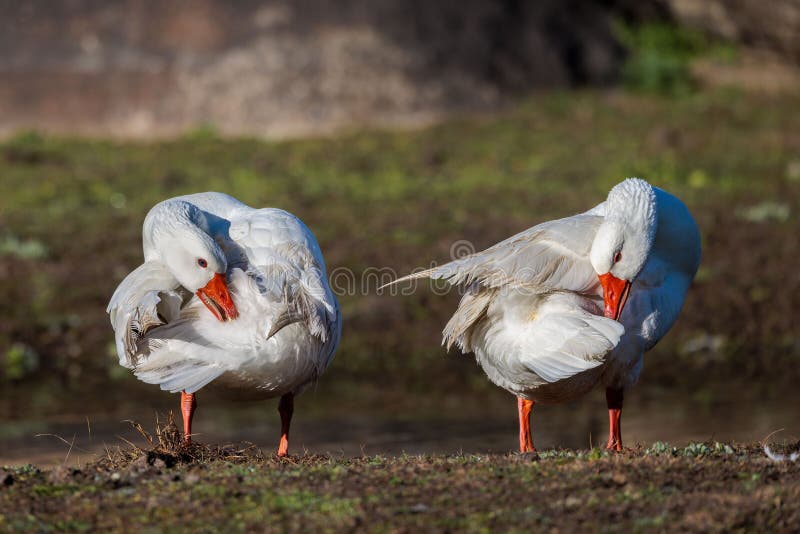 White Geese Preening in Sunlight Stock Photo - Image of bright, nature ...