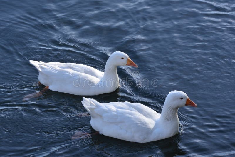 Two white geese stock photo. Image of fowl, animal, lake - 35223812