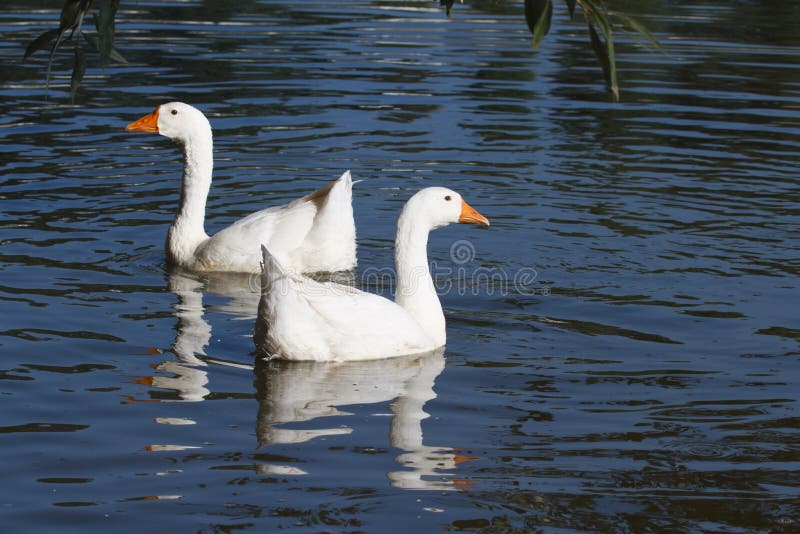 Two white geese swimming stock image. Image of bird, flock - 33241713