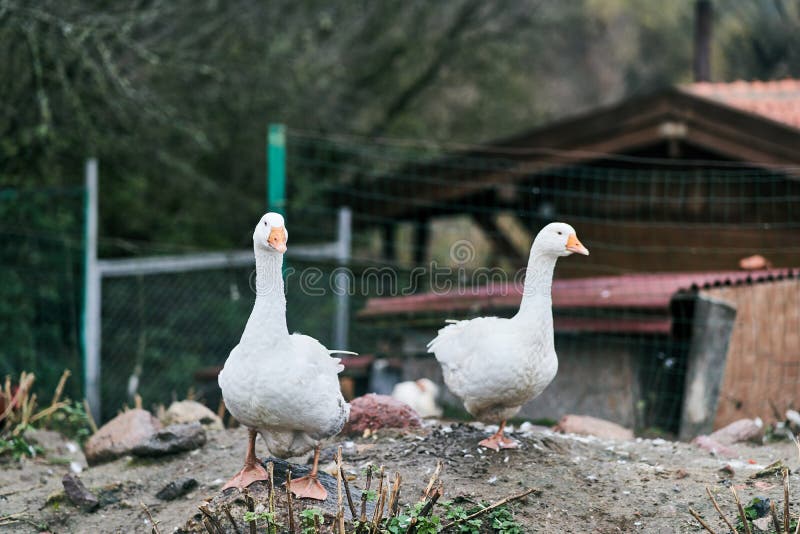 Two White Geese in a Zoo. Farm Birds Stock Photo - Image of beak ...