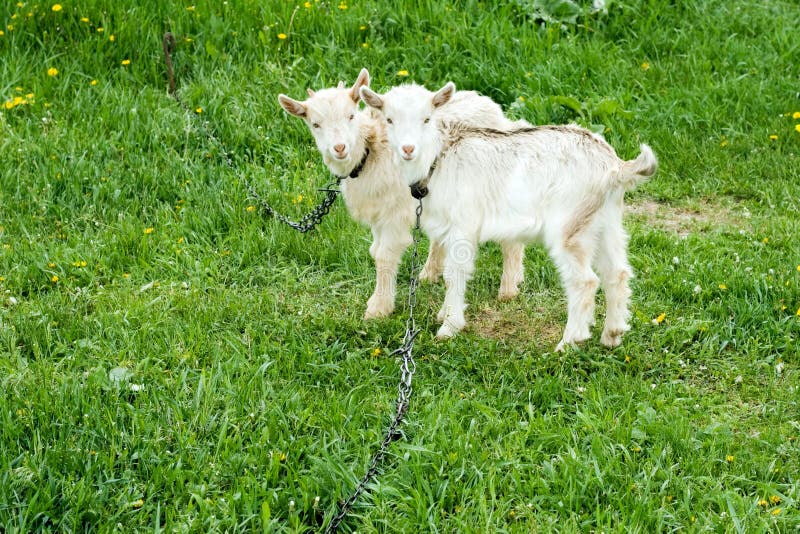 White goat stock photo. Image of grassland, grass, mammal - 30949980