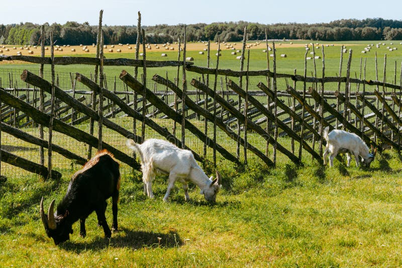 Two White Goats and a Black Goat Eating Grass in a Rural Area Stock ...