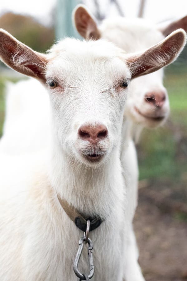 Two White Goats Close Up on a Farm Stock Photo - Image of cute ...
