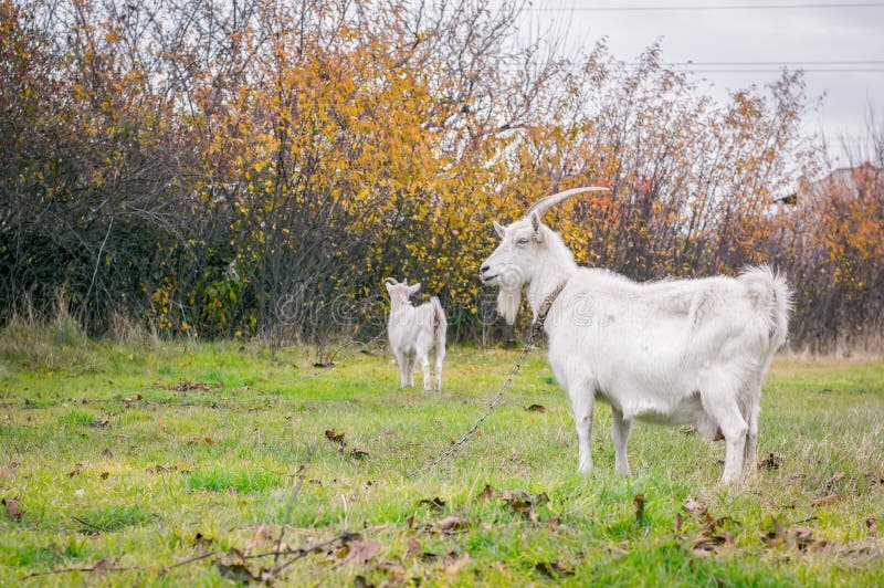 Two White Goats Graze in the Meadow Stock Image - Image of beard ...