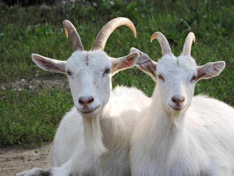 Two white goats stock image. Image of beautiful, head - 44292109