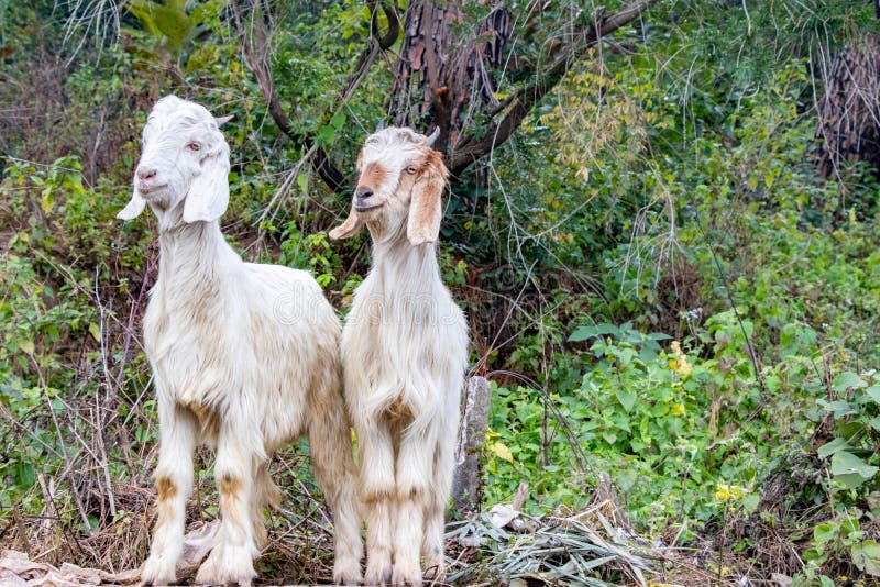Two White Goats Standing Together Stock Image - Image of eagle, farm ...