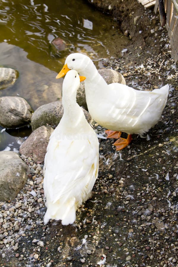 Two white goose stock photo. Image of full, beak, goose - 27087488