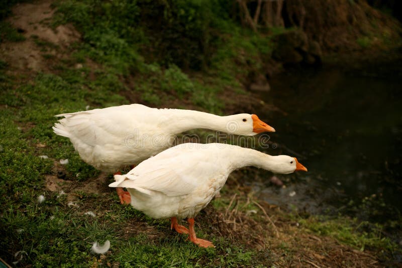 Two white goose stock photo. Image of lively, poultry - 35558320