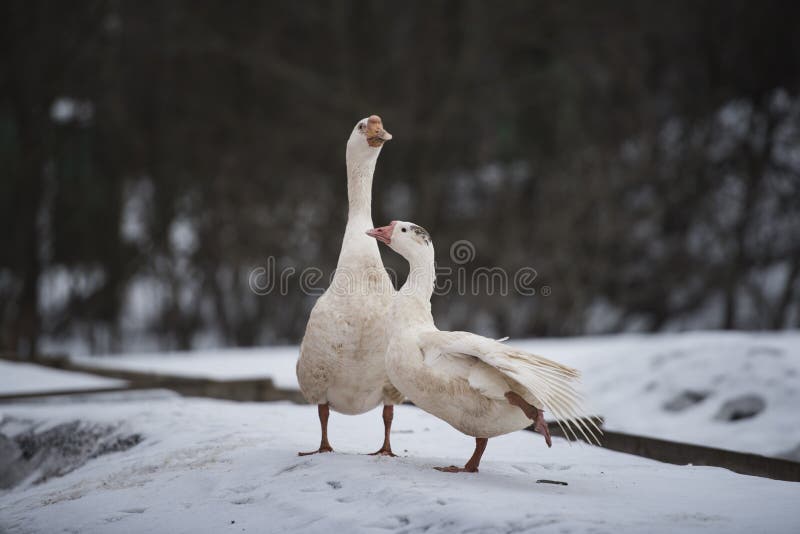 Two white goose stock image. Image of glade, pets, geese - 102617383