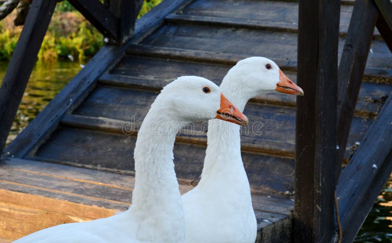 Two white goose stock image. Image of landscape, plant - 124528383