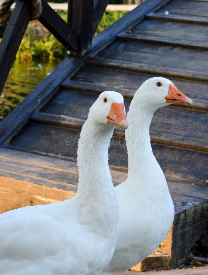 Two white goose stock photo. Image of tree, landscape - 124528460