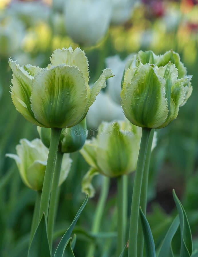 Two White and Green Tulips . Stock Photo - Image of bloom, floral ...