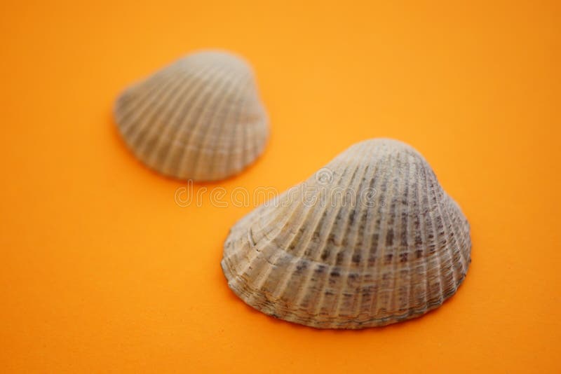 Two White Grey Seashells on an Orange Table Stock Photo - Image of grey ...