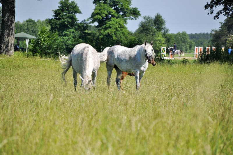 Two White Horses Graze on Green Grass in a Meadow Stock Photo - Image ...