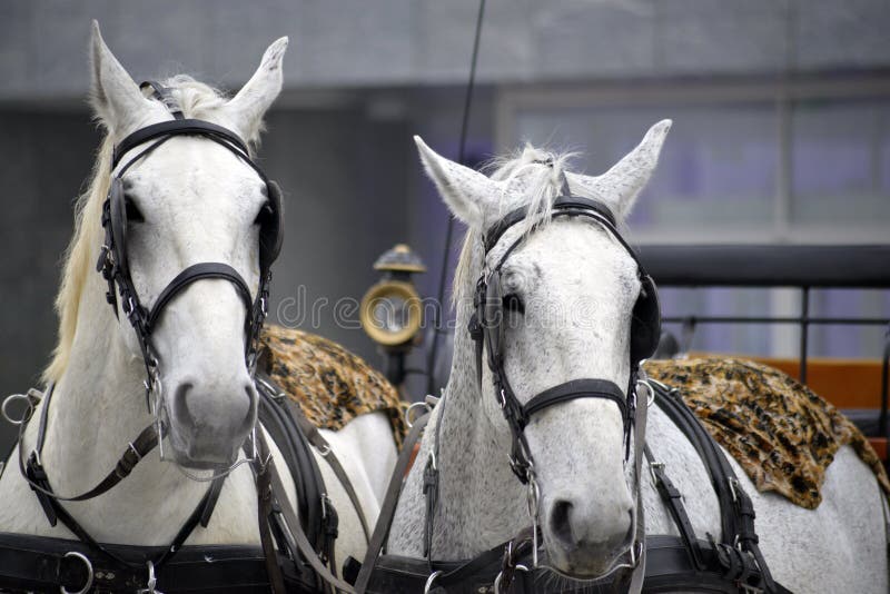 Two white horses stock image. Image of chariot, leather - 37451259