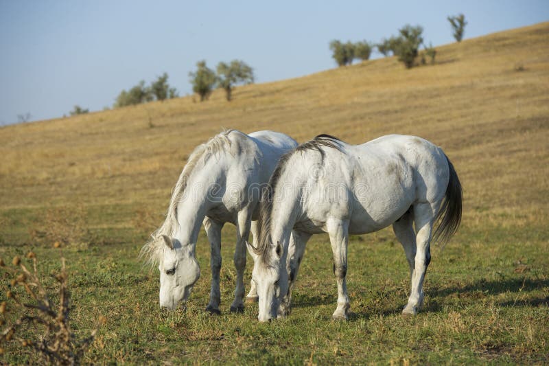 Two White Horses in Winter Run Gallop Stock Photo - Image of horse ...