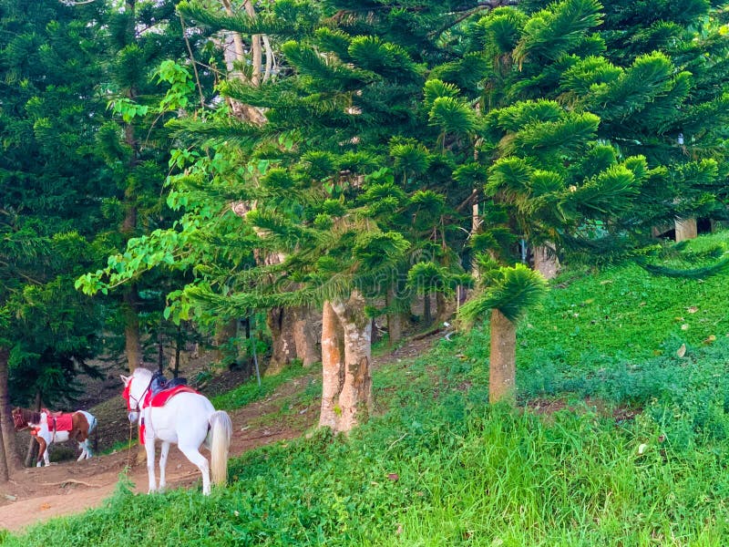 Two Horses Resting in the Forest with Pine Trees Stock Photo - Image of green, mammal: 349145094