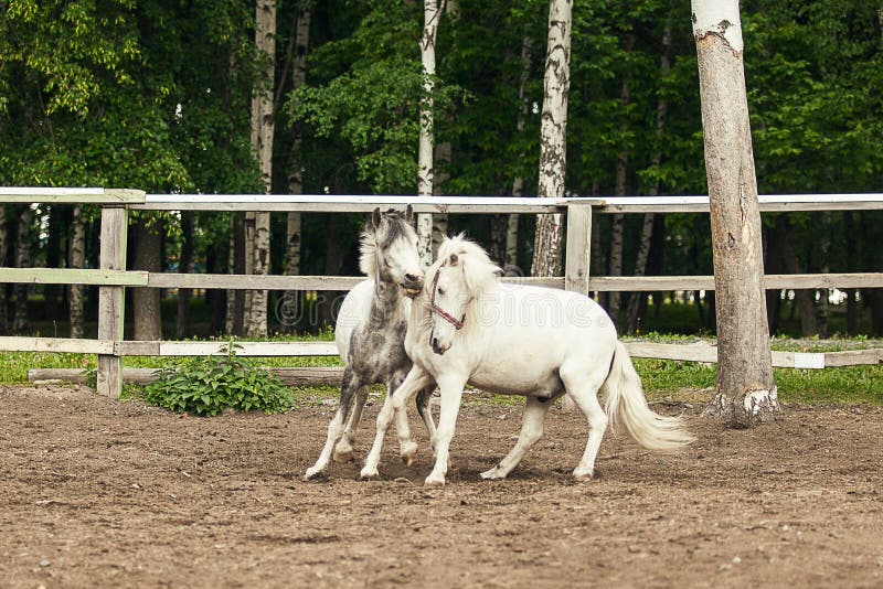 Two White Horses Running, Playing and Having Fun Together Stock Image ...