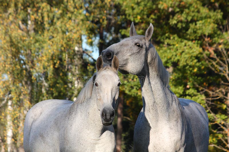Two White Horses Together Portrait Stock Photo - Image of friend, close ...