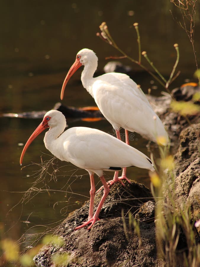 Two White Ibis birds stock image. Image of florida, feathers - 80047775