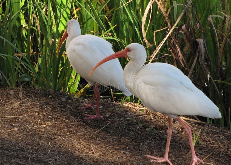 Two White Ibis Foraging in the Grass Stock Image - Image of pond ...