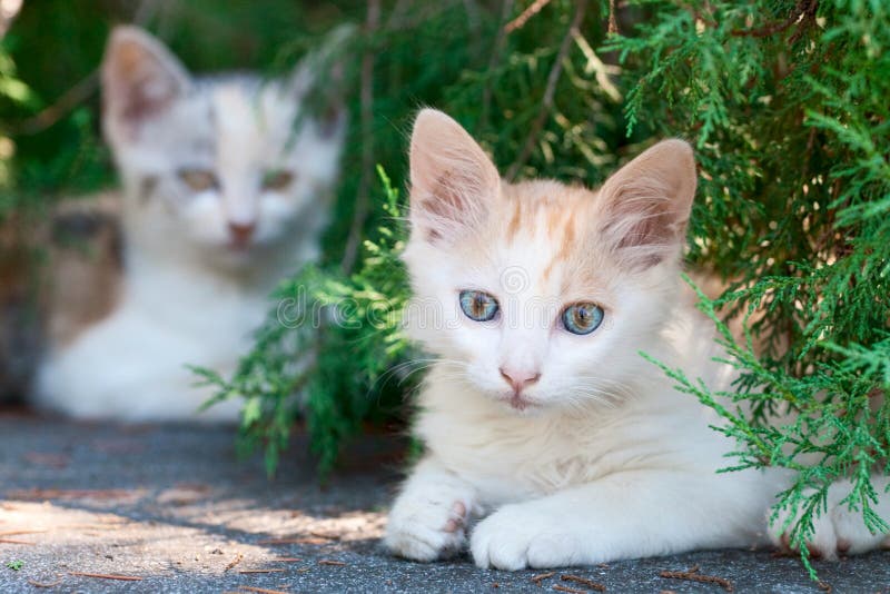 Two pet cats stock image. Image of staring, couple, domestic - 647487