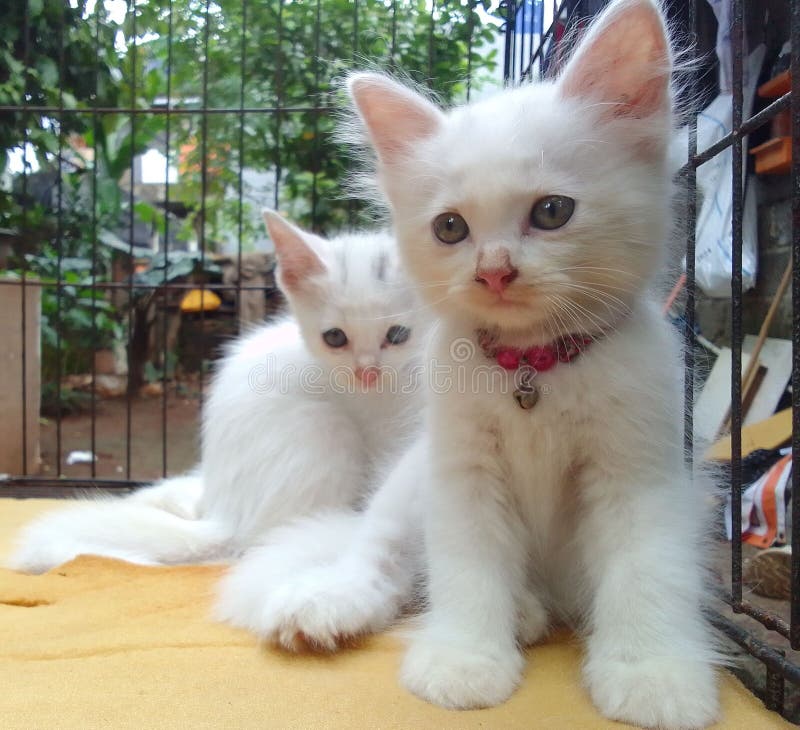Two White Kittens Sitting and Resting Stock Image - Image of white, kittens: 357206517