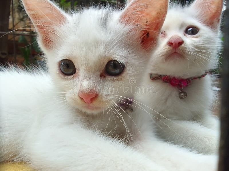 Two White Kittens Sitting and Resting Stock Image - Image of sitting ...