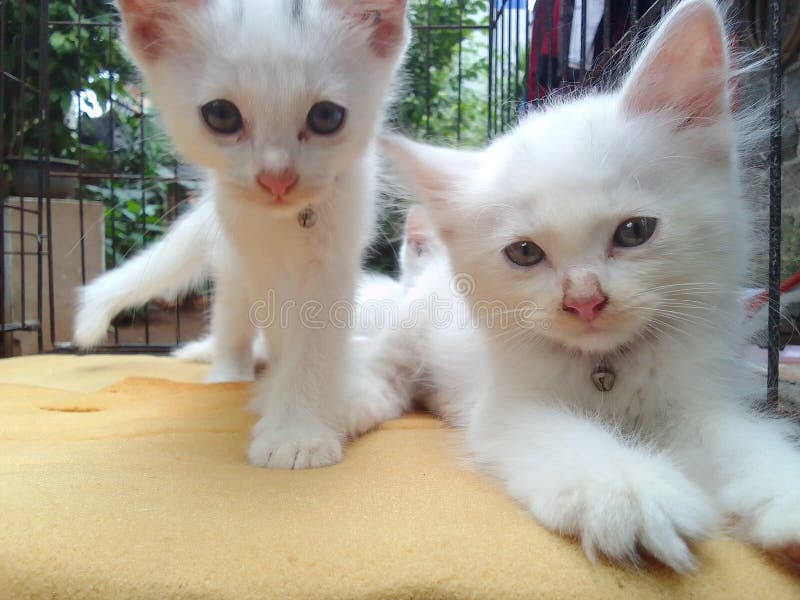 Two White Kittens Sitting and Resting Stock Image - Image of sitting, white: 357206505