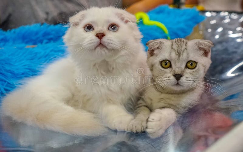 Two White Kittens are Sitting Stock Photo - Image of blue, purebred ...
