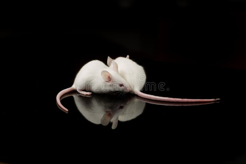 113 Lean Mouse Stock Photos - Free & Royalty-Free Stock Photos from ...