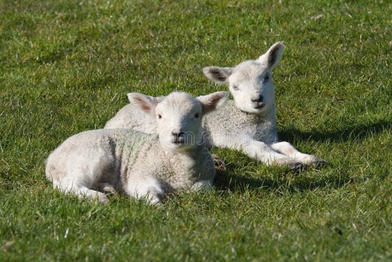 Two white lambs stock image. Image of animals, marshland - 4732197