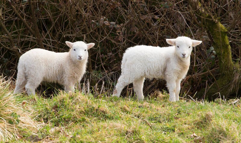 Two white lambs stock photo. Image of infant, agriculture - 30451368