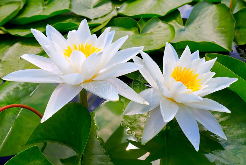 Two white lilies stock photo. Image of floral, lotus - 20249096