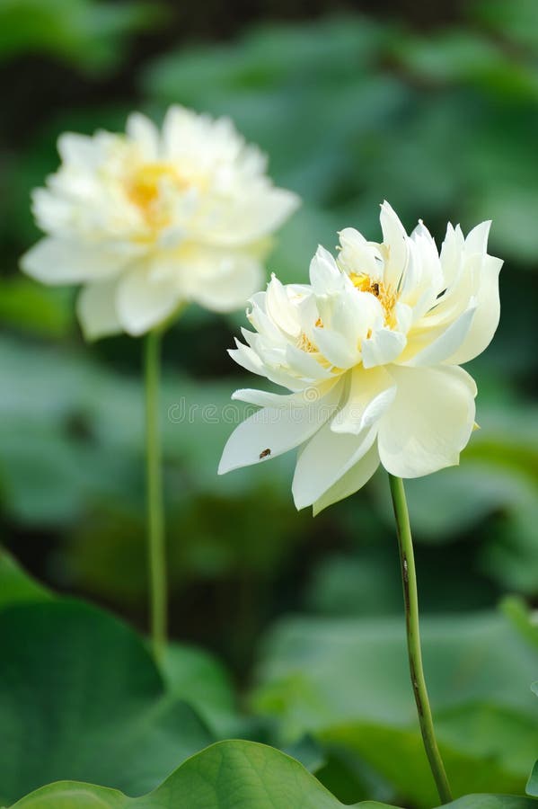 35+ Two green lotus Free Stock Photos - StockFreeImages