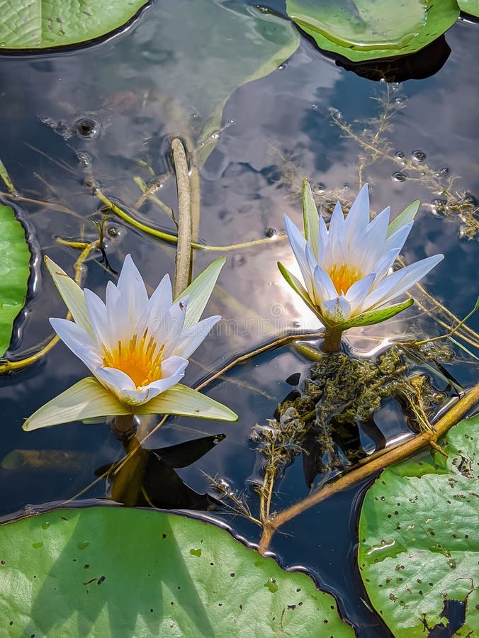 Two White Lotus Flowers in the Lake Editorial Photography - Image of ...