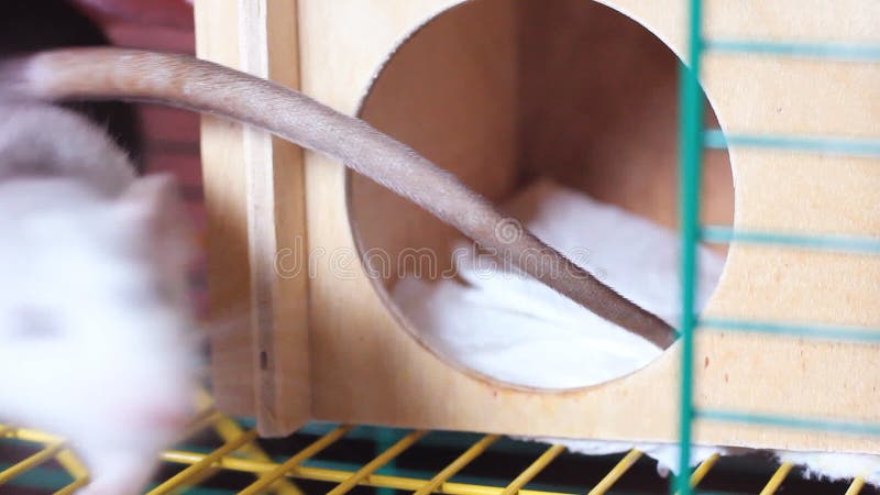 Two White Mice Cleaning Themselves on a Narrow Strip Hd Stock Video ...