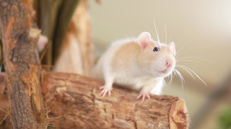 Two white mouse on tree stock footage. Video of dzungarian - 263523342