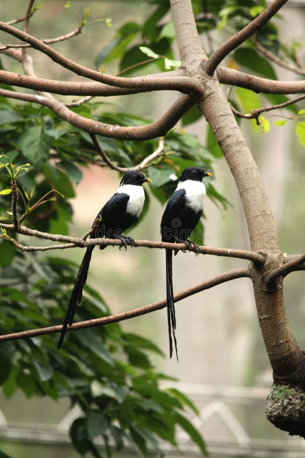 Two magpies perched branch stock photo. Image of chirping - 45146604